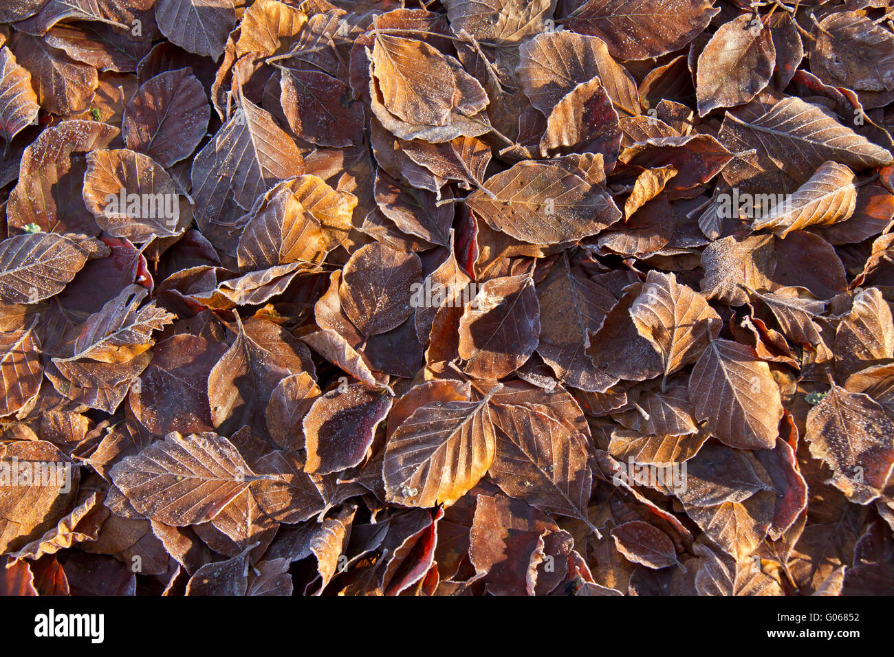 Fallen Beech Leaves and Frost in sunlight Stock Photo - Alamy