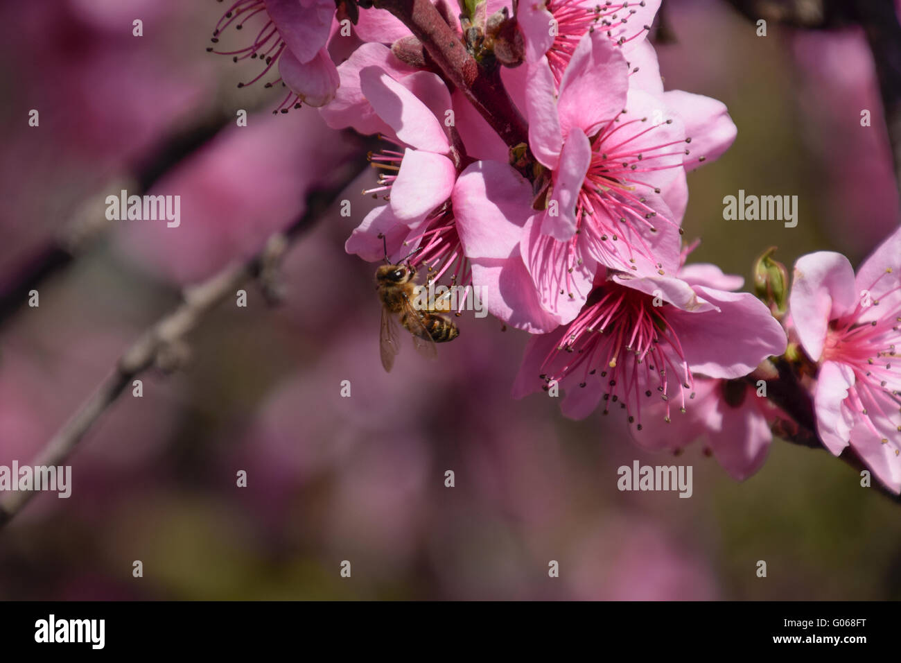 Pollination of flowers by bees peach Stock Photo - Alamy