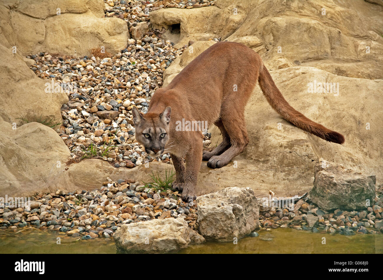 Puma, Felis Concolor, America Stock Photo - Alamy