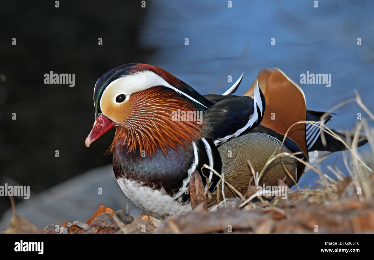 Mandarinenten mannchen hi-res stock photography and images - Alamy