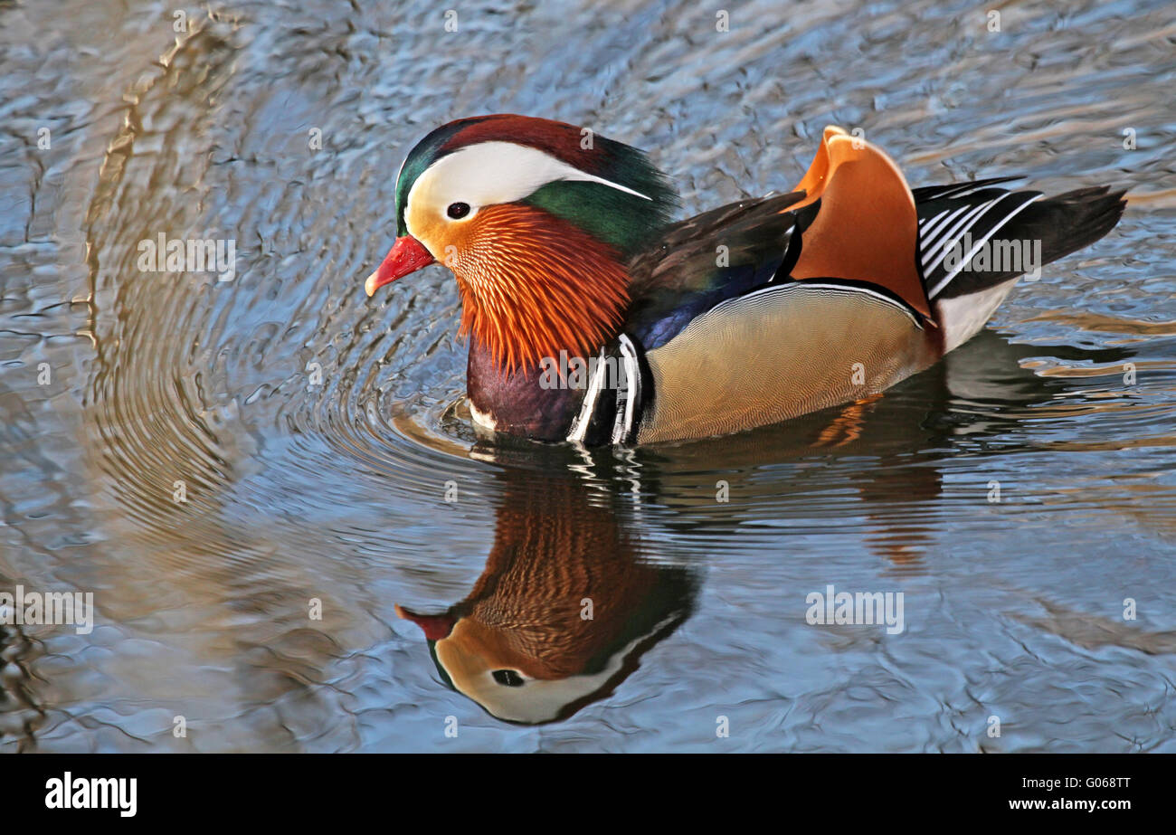 Mandarin duck aix galericulata wood hi-res stock photography and images ...