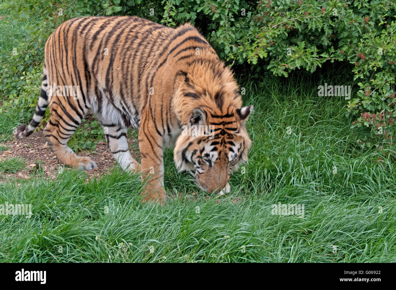 Bengal Tiger, Panthera Tigris, Asia, Wildlife Stock Photo - Alamy