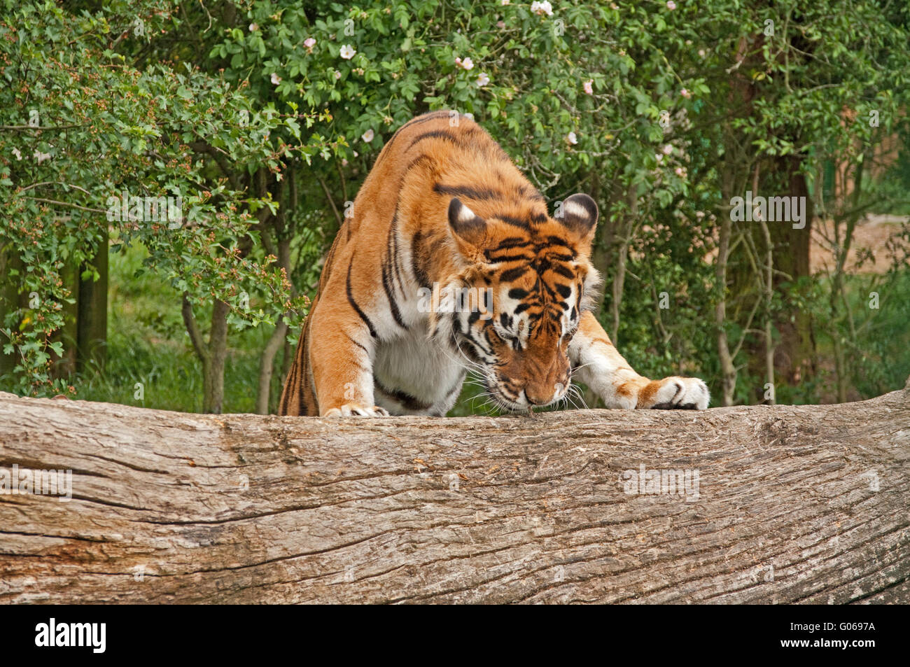 Bengal Tiger, Panthera Tigris, Asia, Wildlife Asia Stock Photo - Alamy