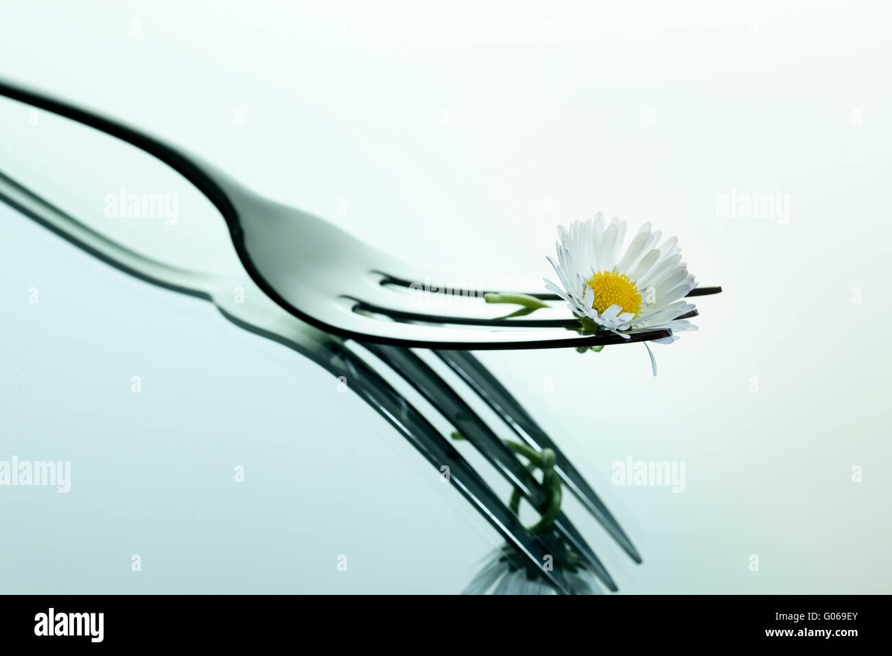 Steel Forks with daisy flower on shiny mirror surface Stock Photo - Alamy