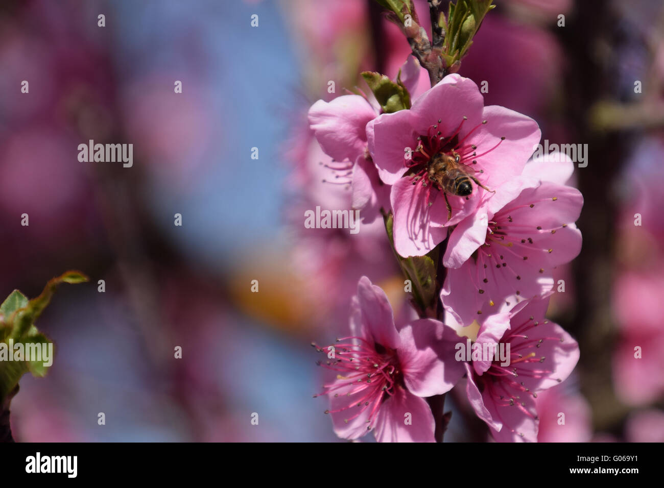 Pollination of flowers by bees peach Stock Photo - Alamy
