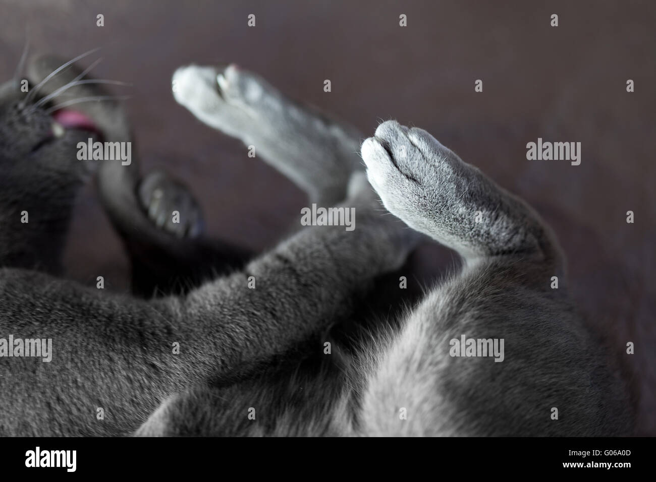 Studio shot cat hi-res stock photography and images - Alamy