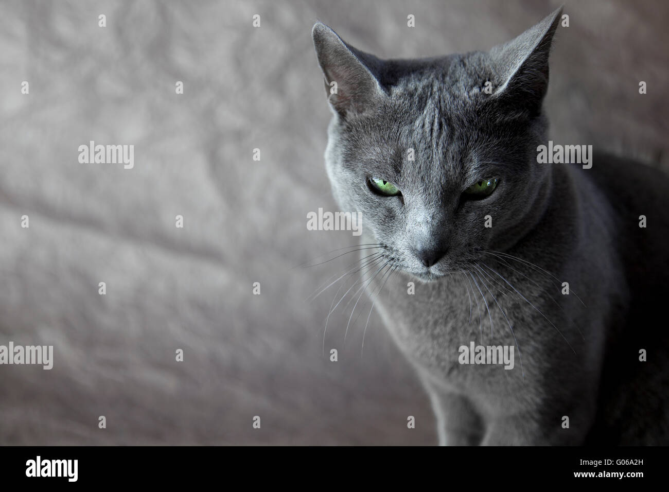 Studio shot cat hi-res stock photography and images - Alamy