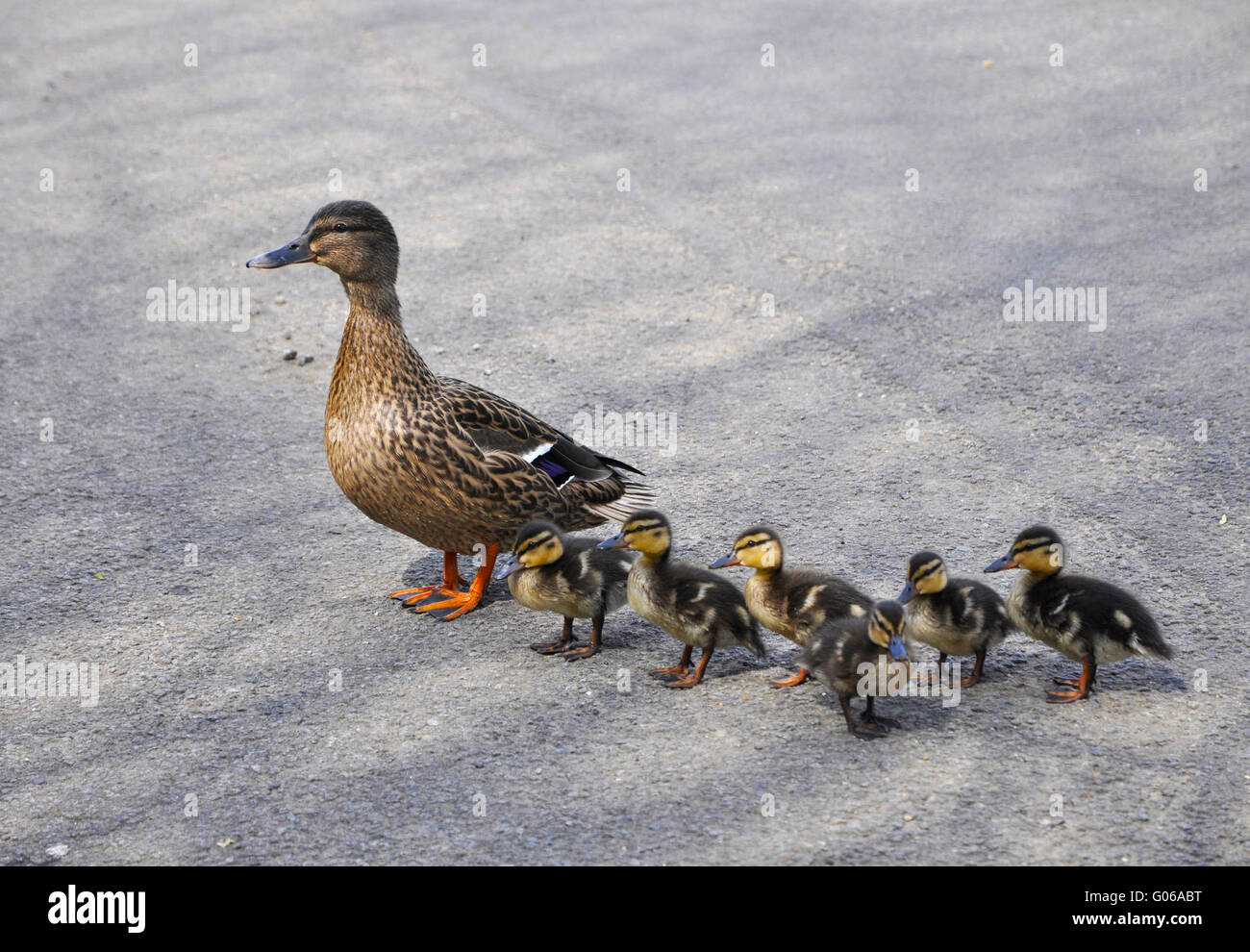 Ducks Crossing The Road Stock Photos & Ducks Crossing The Road Stock ...