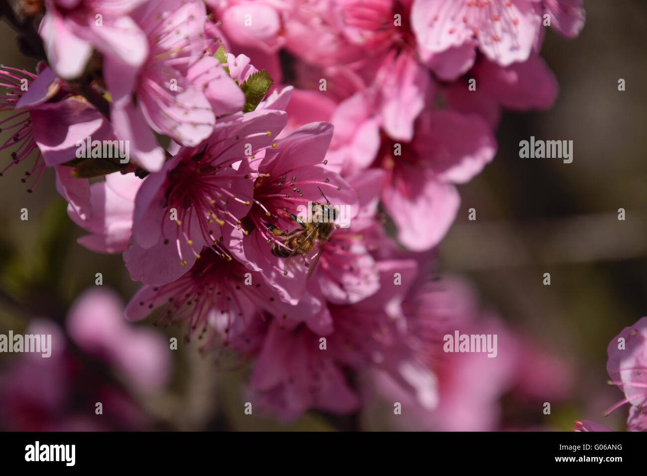 Pollination of flowers by bees peach Stock Photo - Alamy