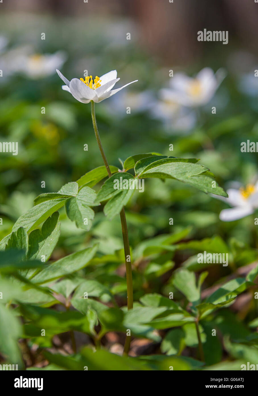 Tall spring flower hi-res stock photography and images - Alamy