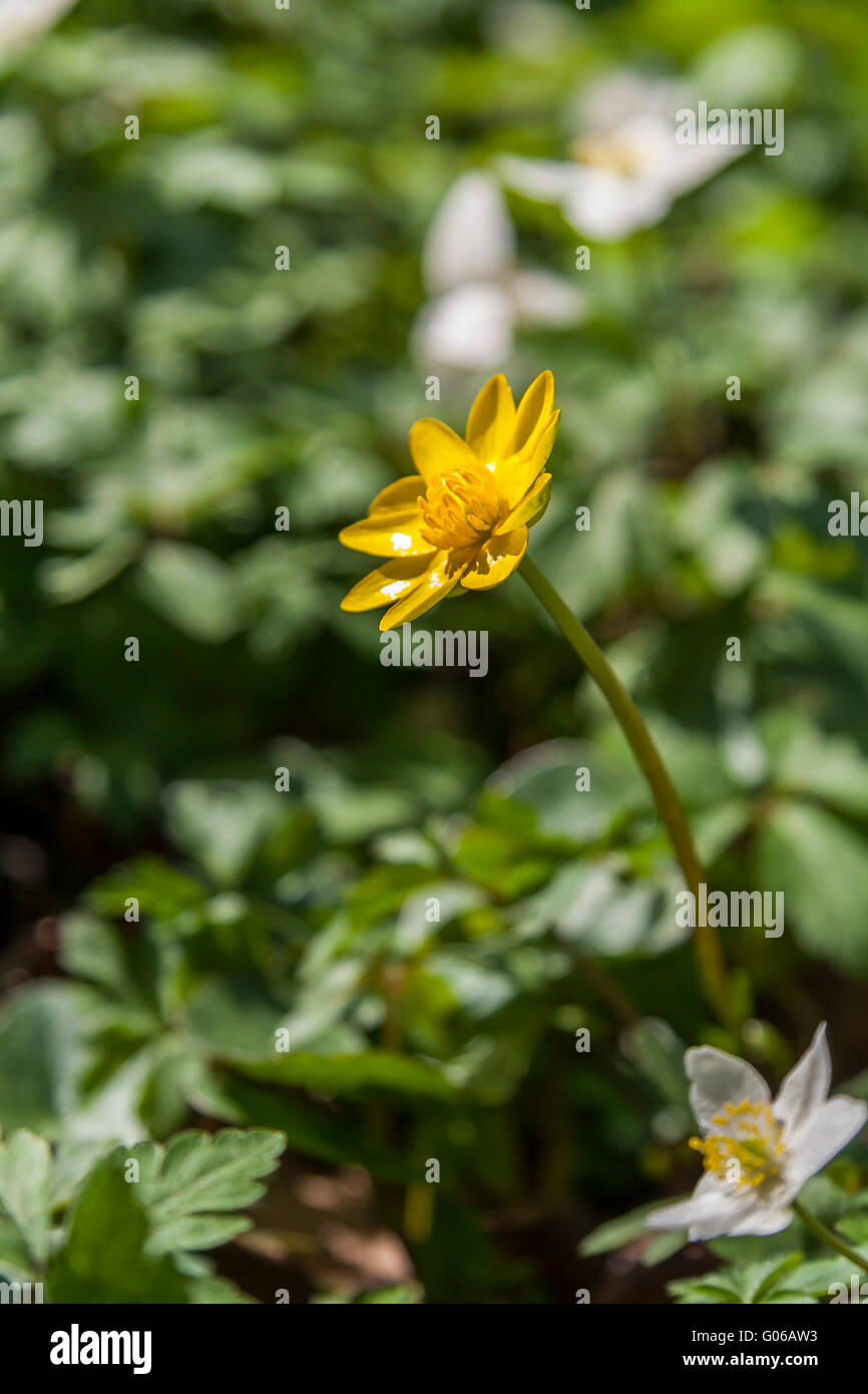 Spring wild flower hi-res stock photography and images - Alamy