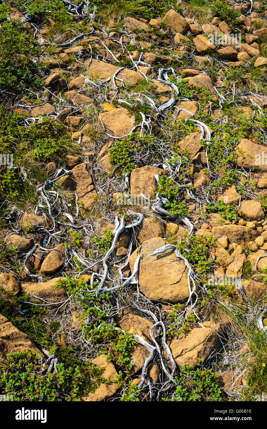Tangled shrubs hi-res stock photography and images - Alamy