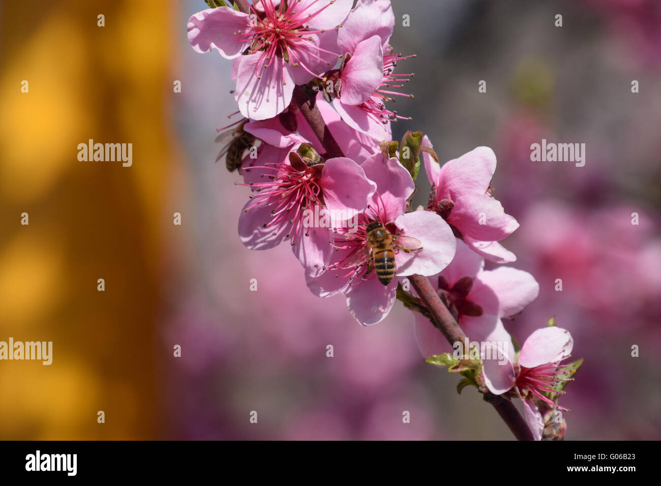 Pollination of flowers by bees peach Stock Photo - Alamy