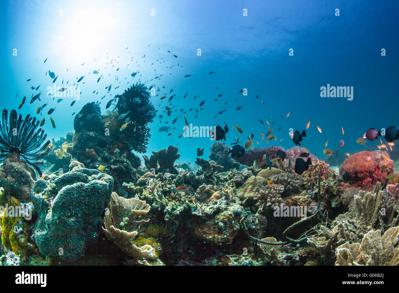 active colourful reef Stock Photo - Alamy