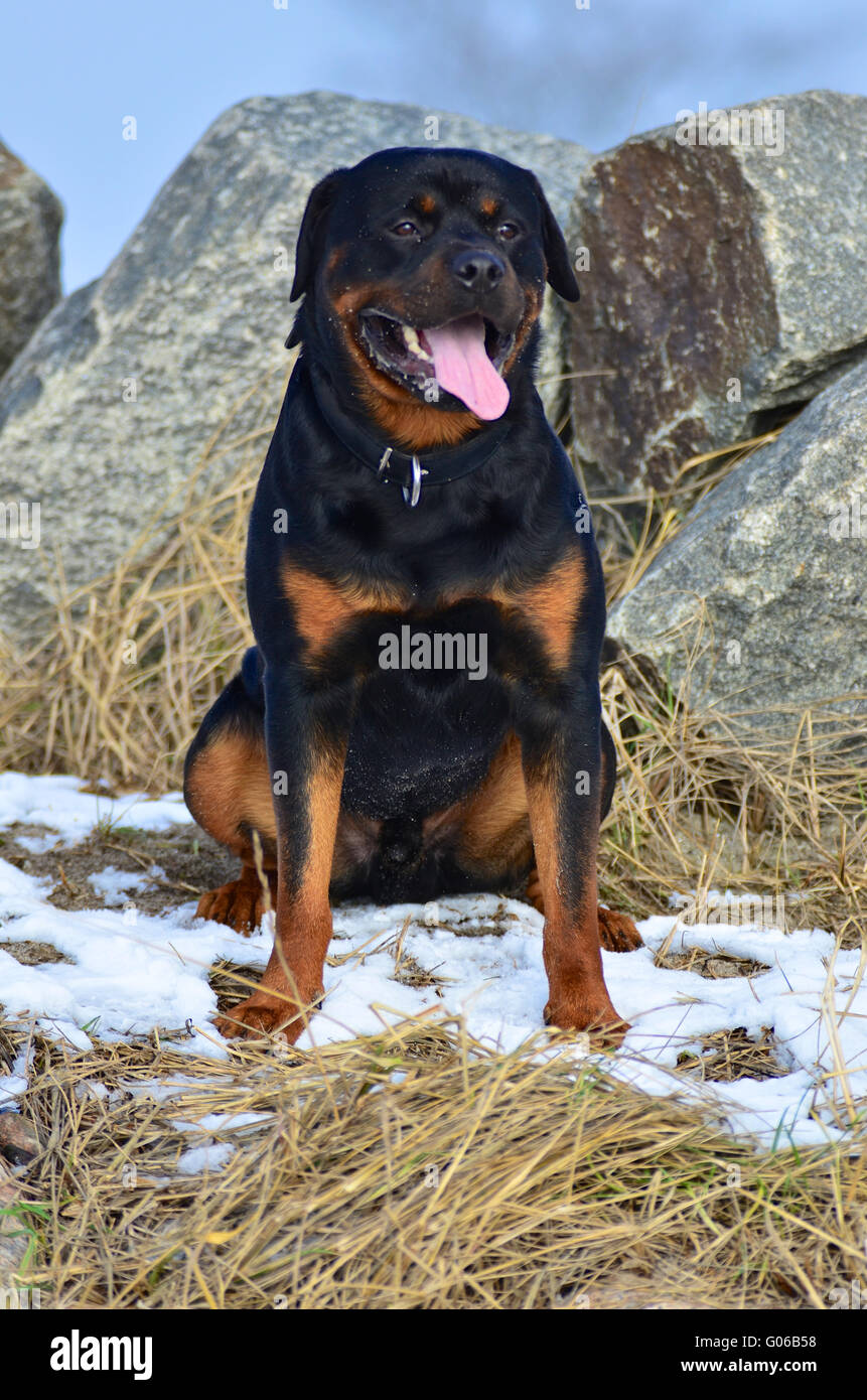 Happy Rottweiler sitting in snow Stock Photo - Alamy