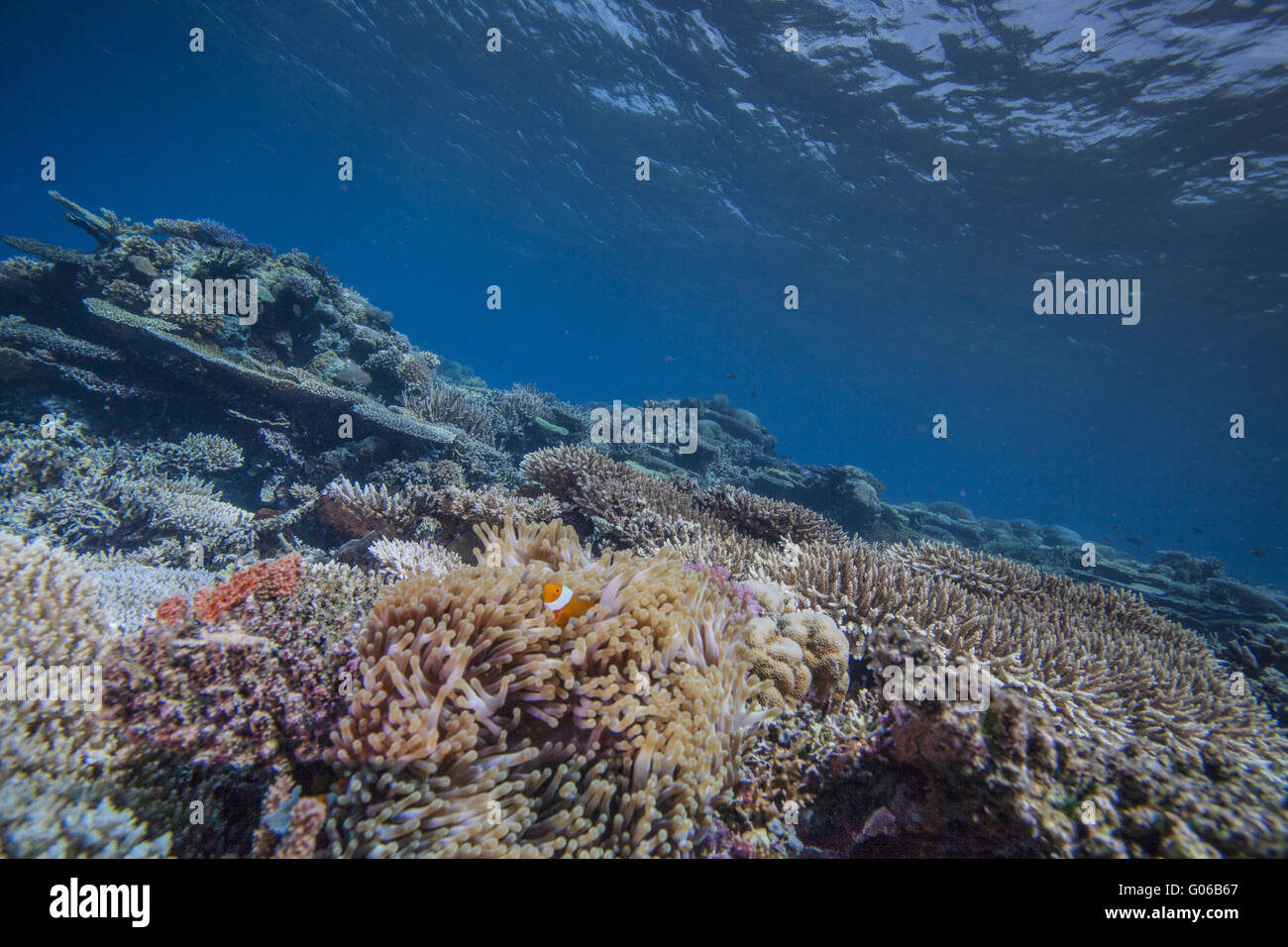 colourful underwater reef scape Stock Photo - Alamy