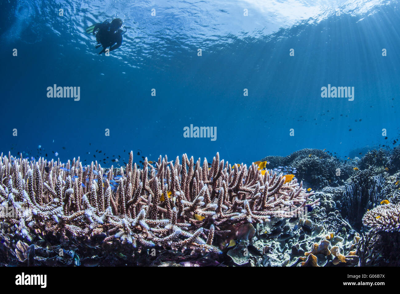 Healthy marine life hi-res stock photography and images - Alamy
