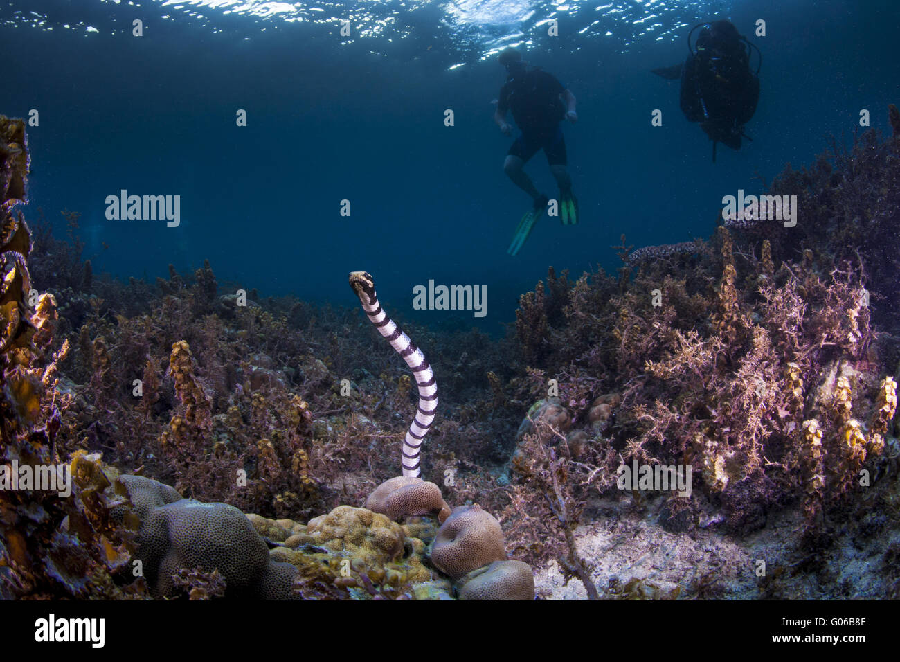 Banded sea snake hi-res stock photography and images - Alamy