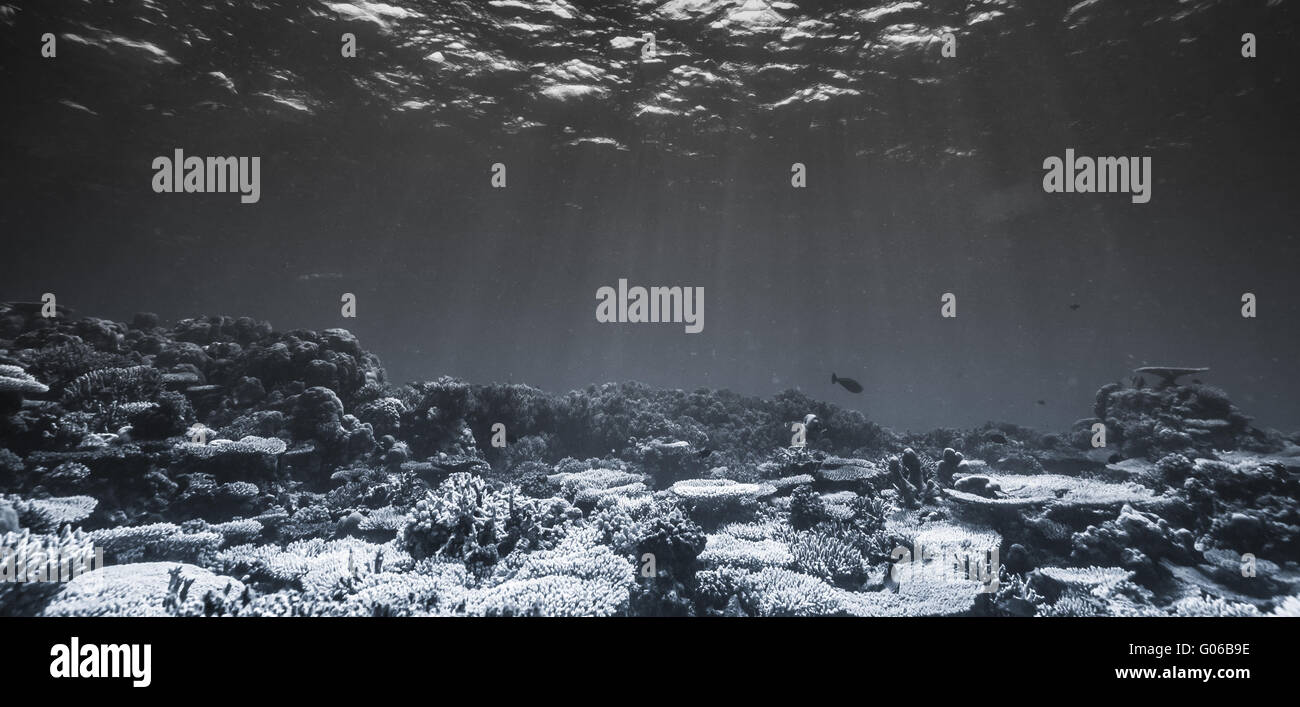 black and white reef scape Stock Photo - Alamy