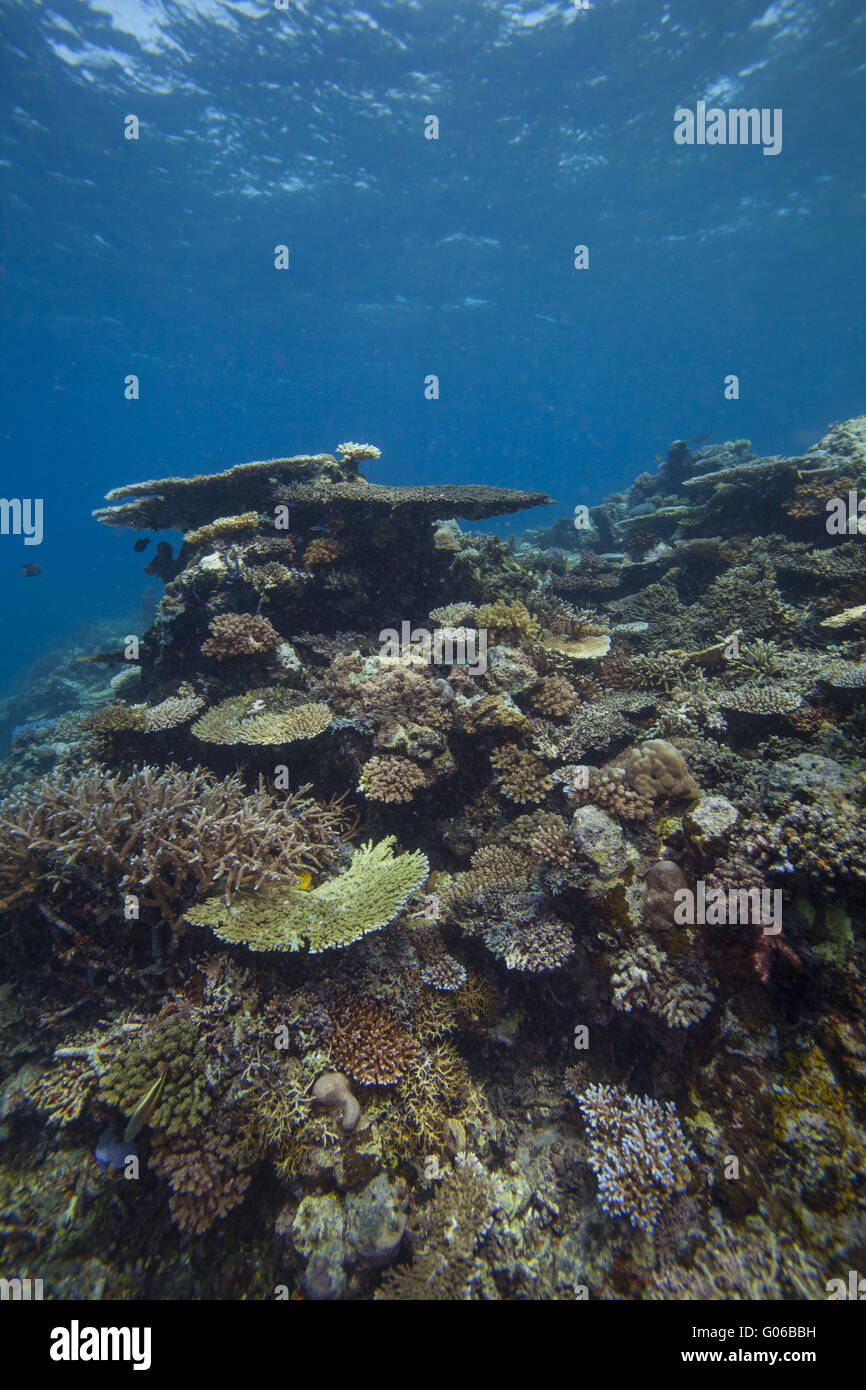 Healthy coral hi-res stock photography and images - Alamy