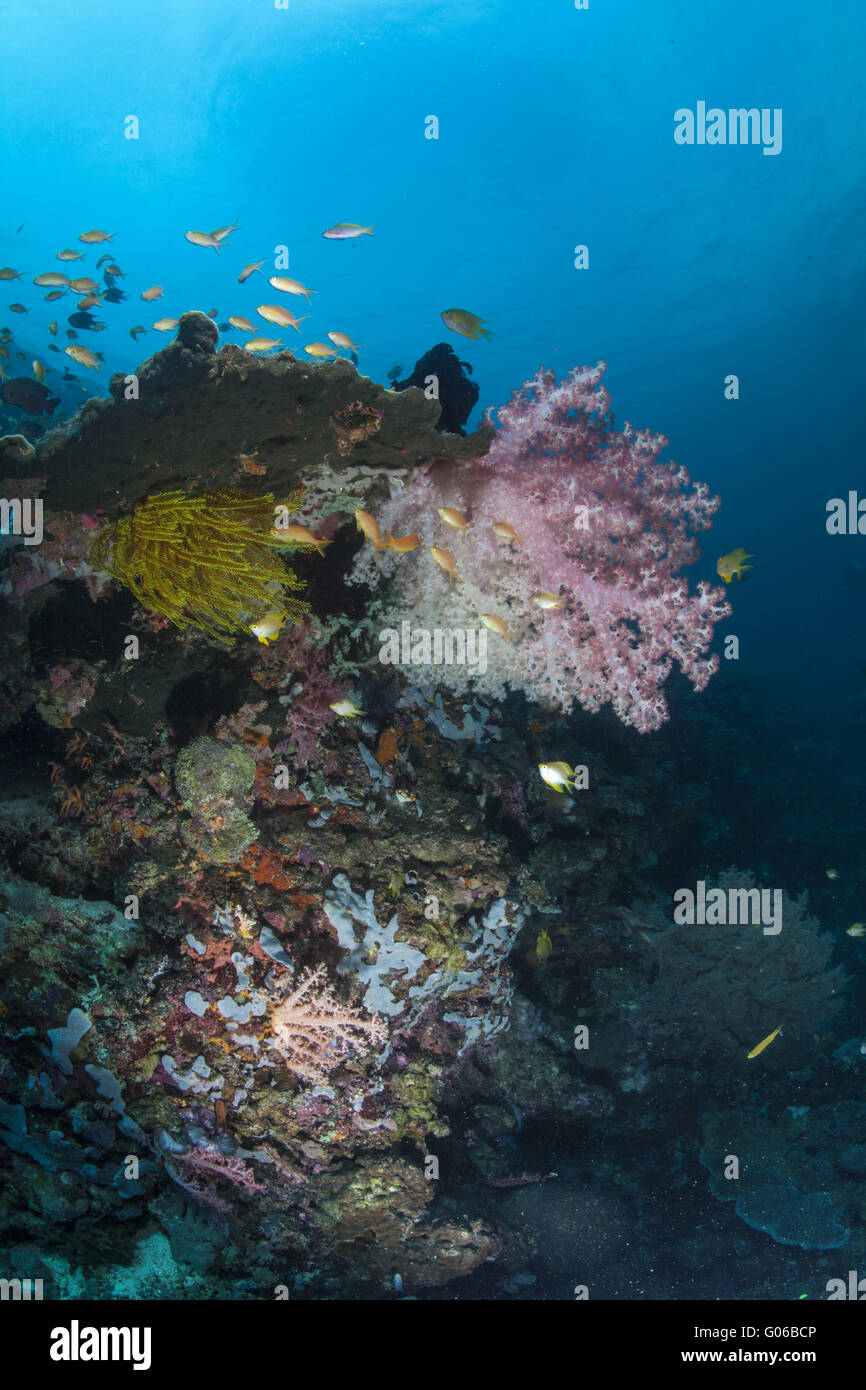 Healthy reef hi-res stock photography and images - Alamy