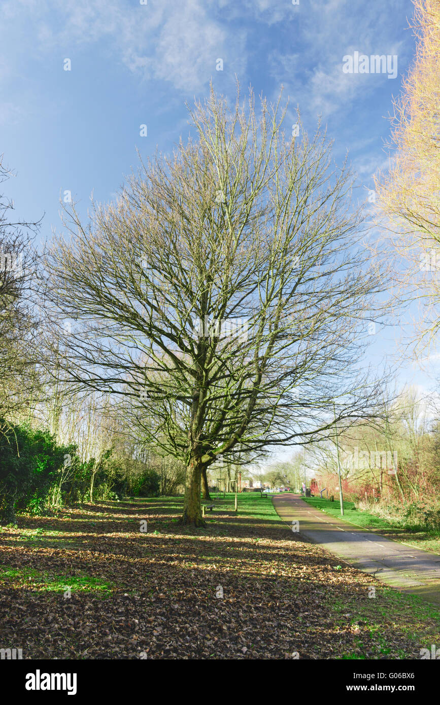 Sycamore - Acer pseudoplatanus Aceraceae - winter Stock Photo - Alamy