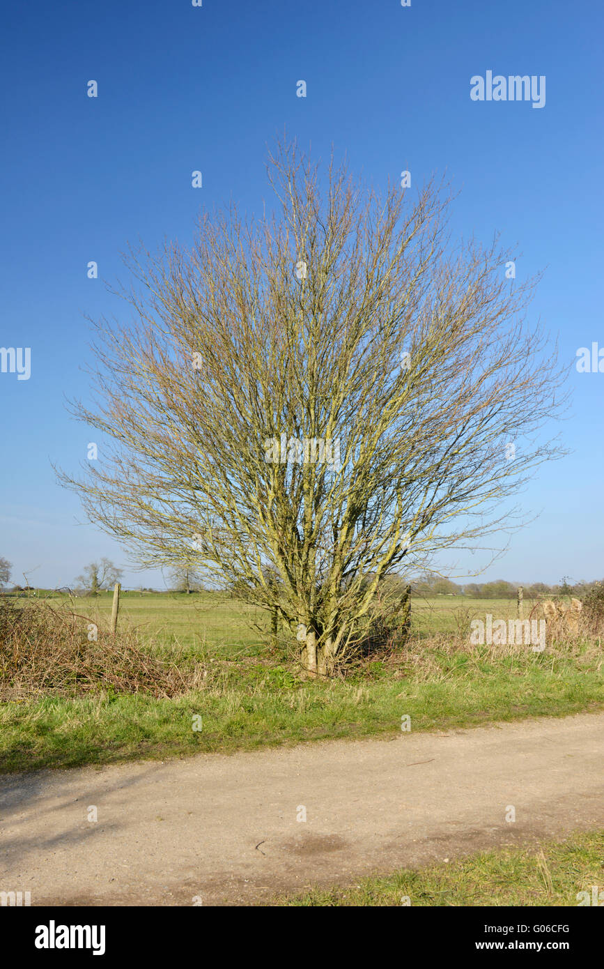 Field Maple - Acer campestre Aceraceae - winter Stock Photo - Alamy