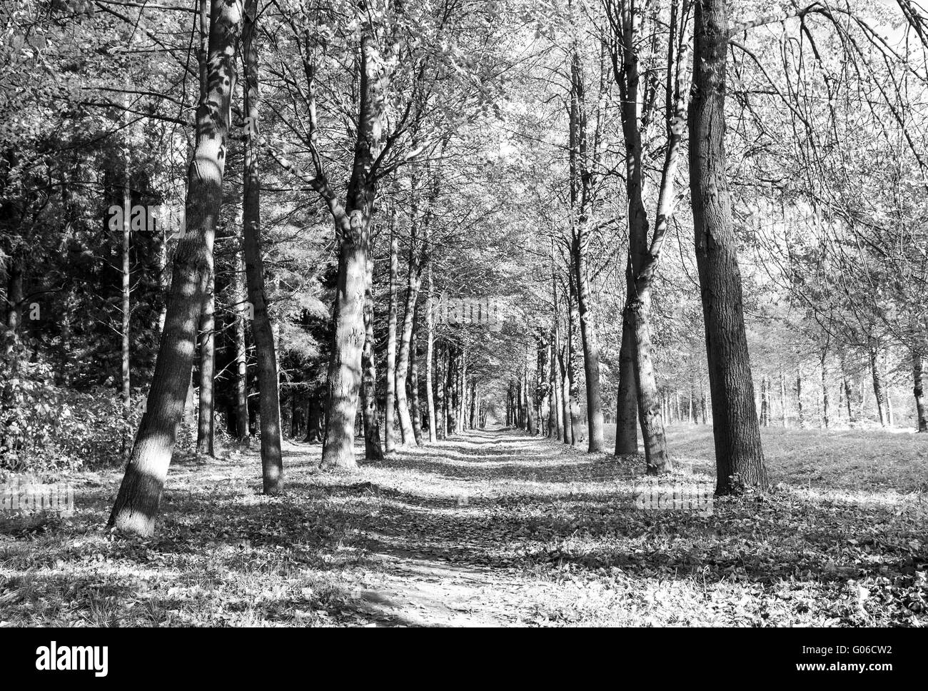 Warm autumn scene Black and White Stock Photos & Images - Alamy
