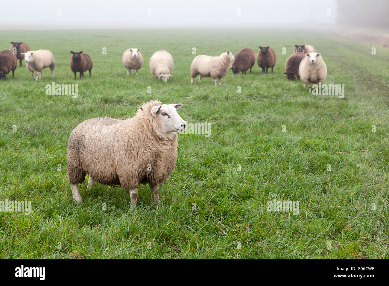 sheep on misty pasture Stock Photo - Alamy