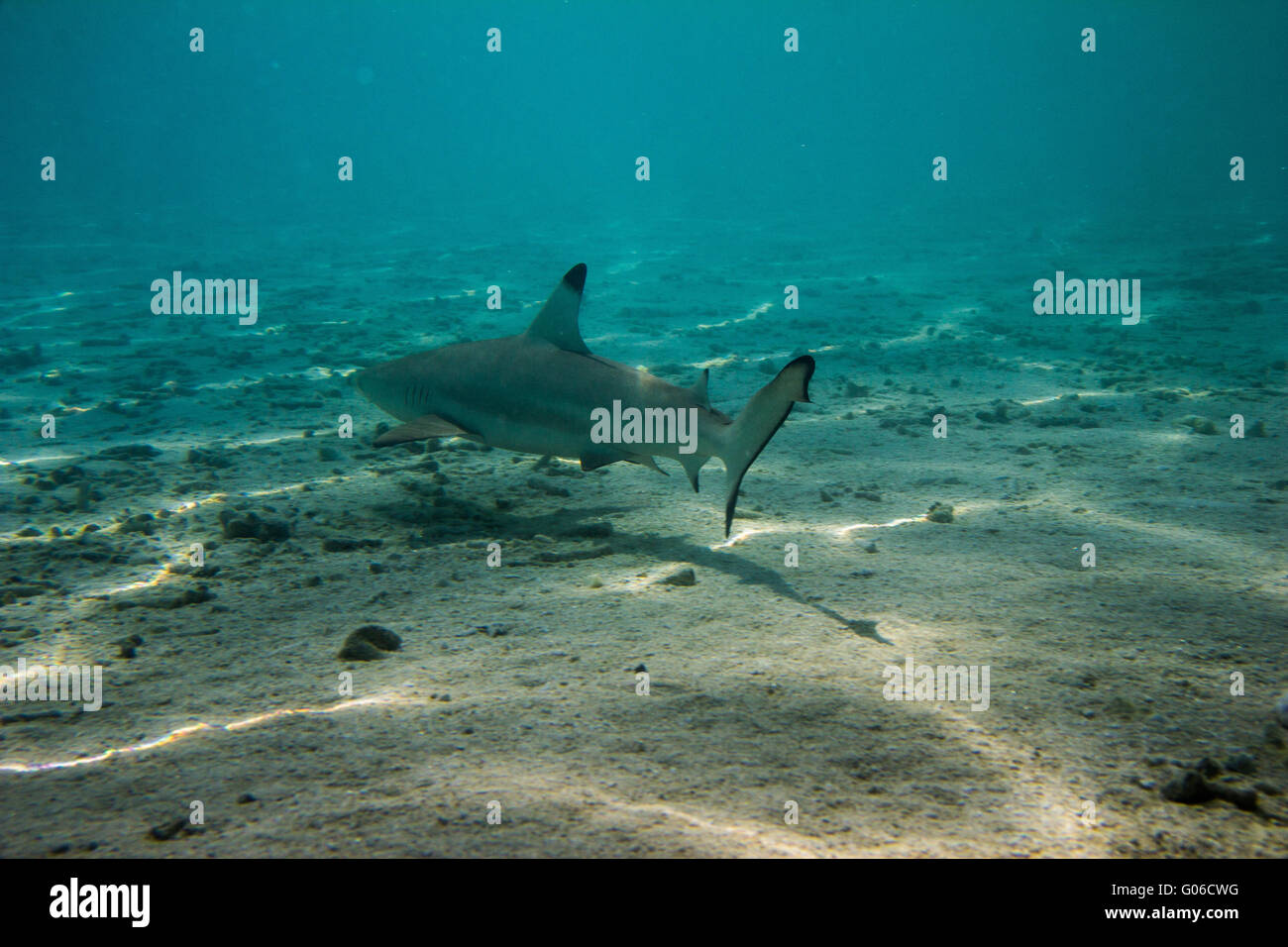 Maldives shark hi-res stock photography and images - Alamy