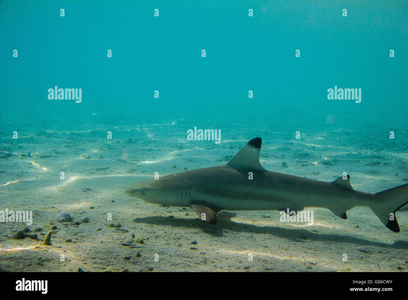 Maldives shark hi-res stock photography and images - Alamy