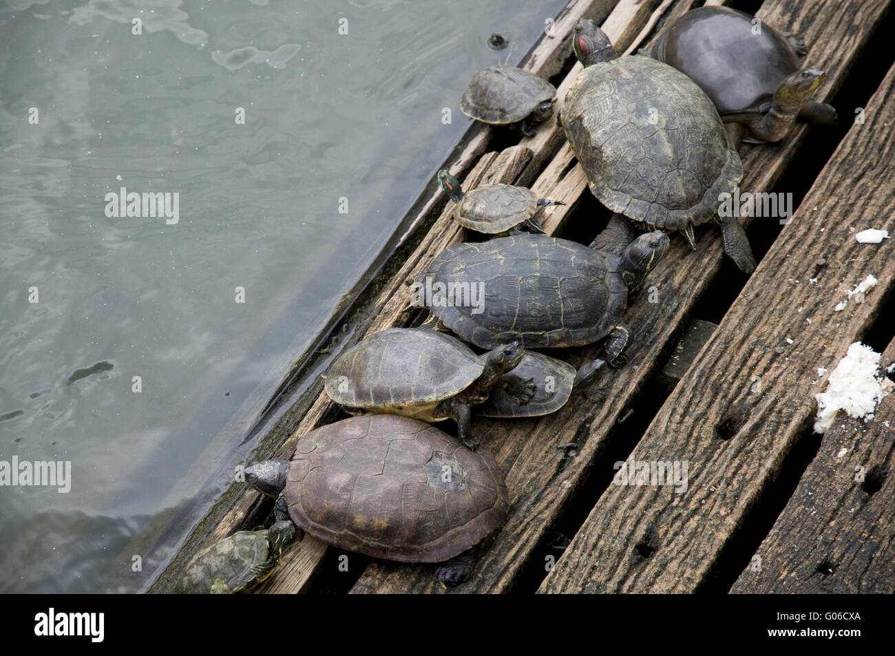 Southeast asia reptiles hi-res stock photography and images - Alamy