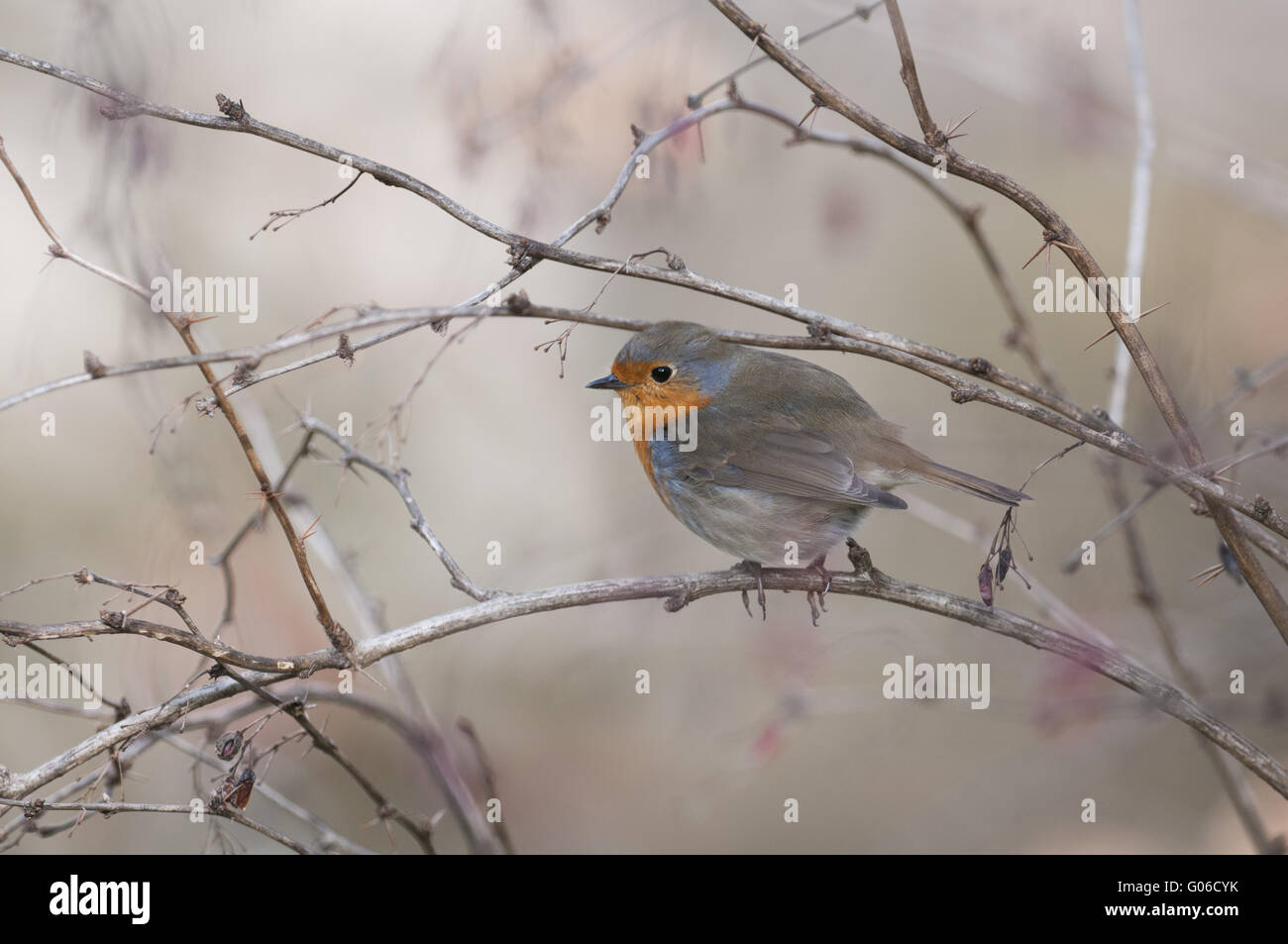 Bird fluffing up plumage hi-res stock photography and images - Alamy