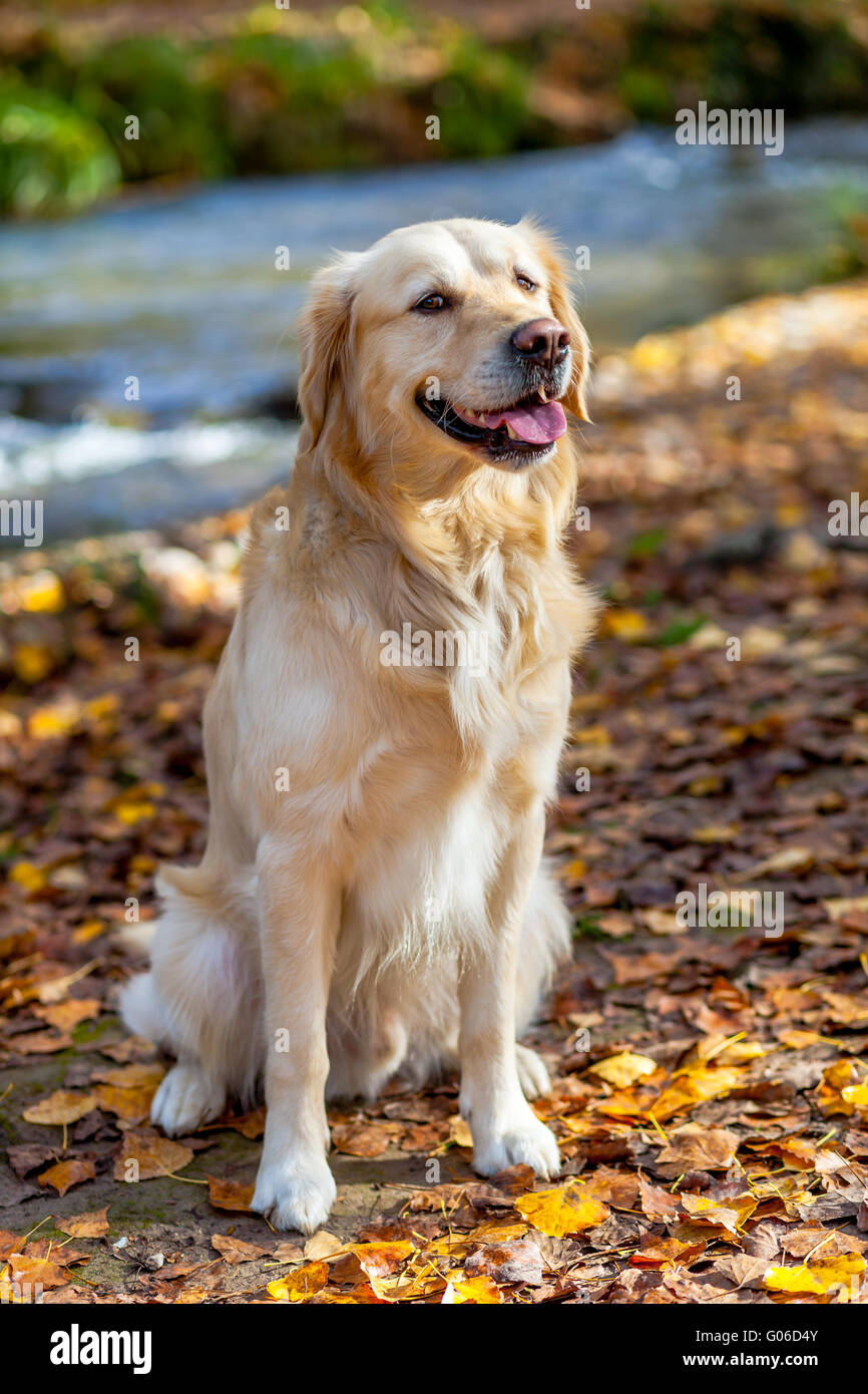 Purebred retriever hi-res stock photography and images - Alamy