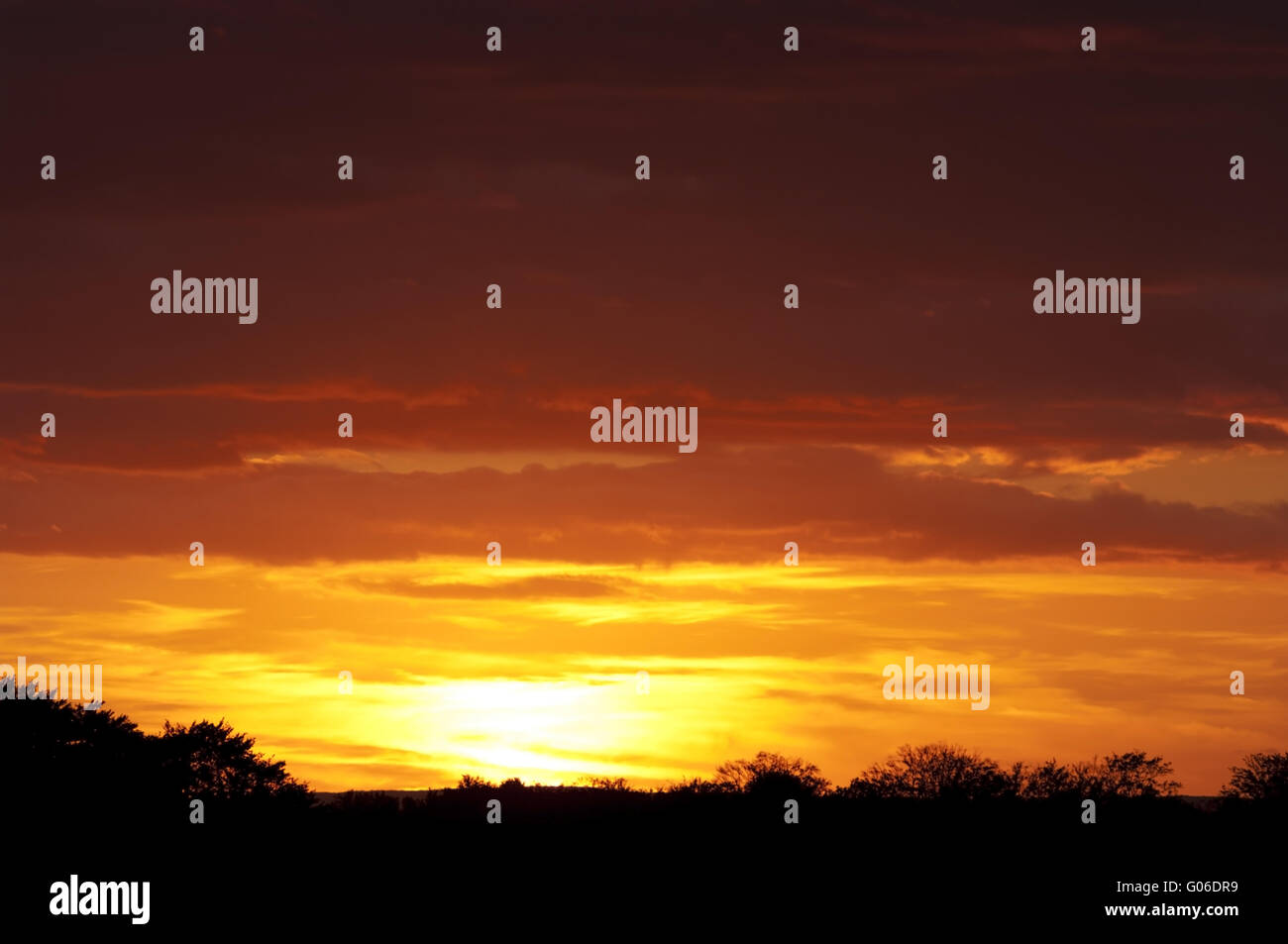 Sunset in front of bushes Stock Photo - Alamy