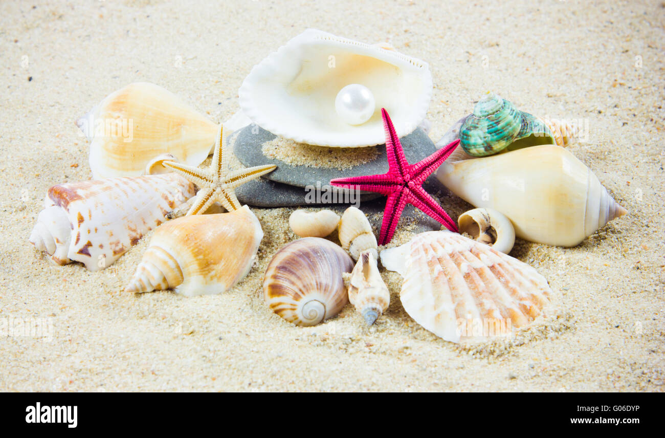 The exotic sea shell . treasure from the sea Stock Photo - Alamy