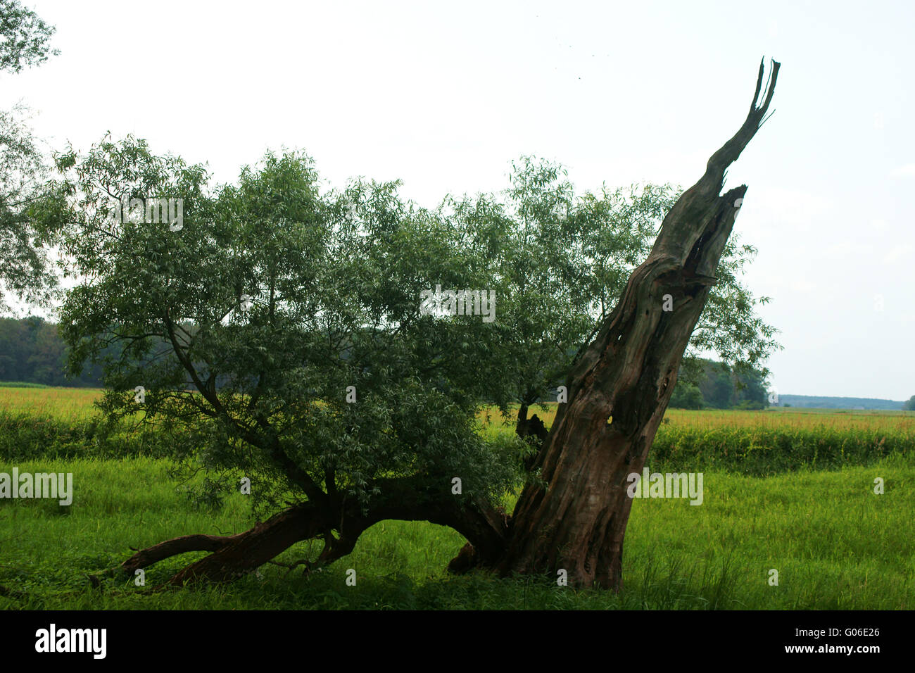 Withered tree hi-res stock photography and images - Alamy
