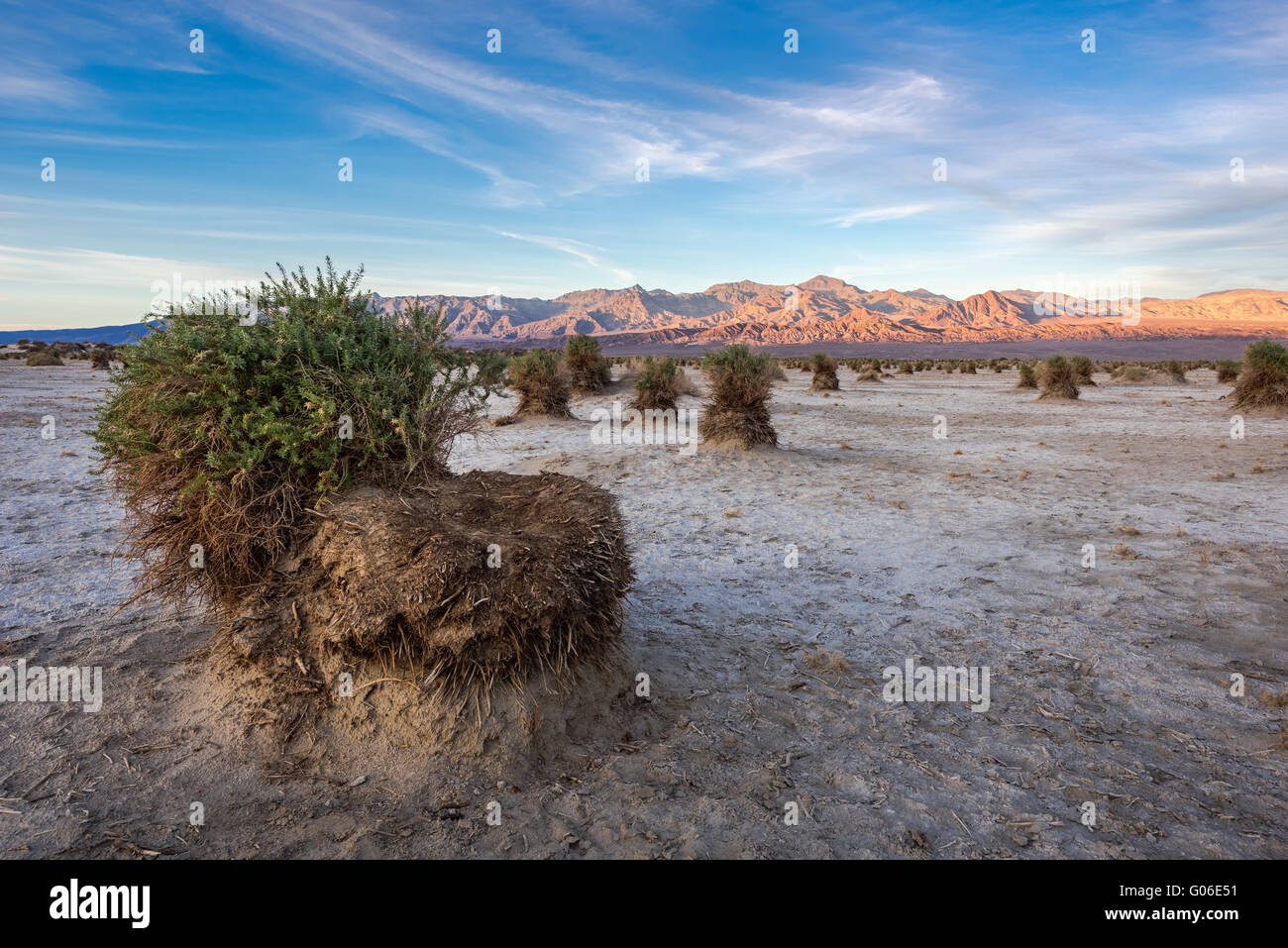 Arrow weed hi-res stock photography and images - Alamy