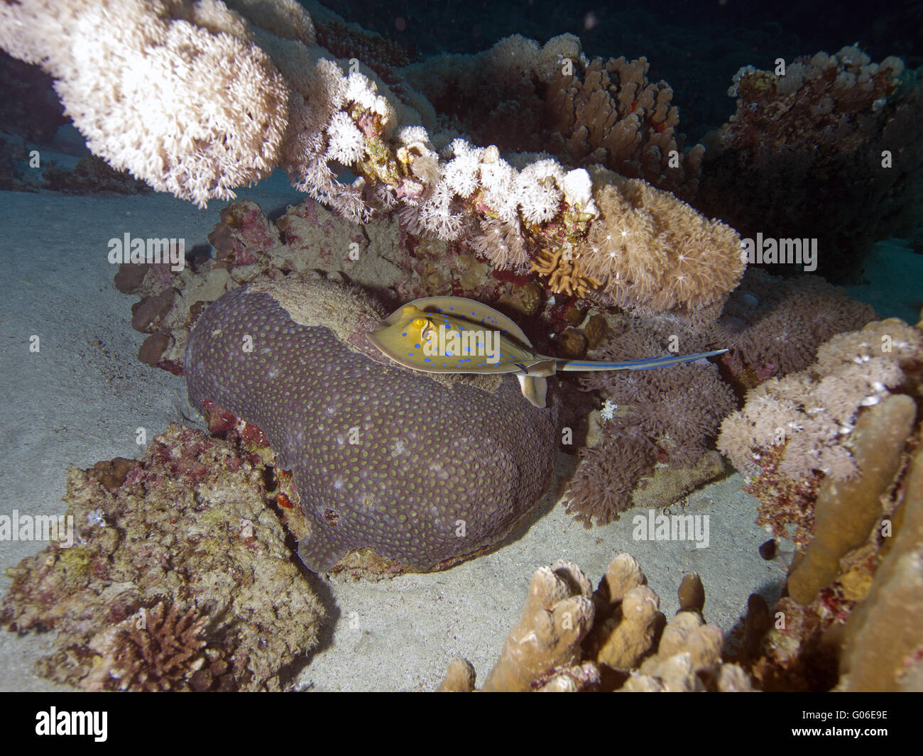 bluespotted ribbontail ray Stock Photo - Alamy
