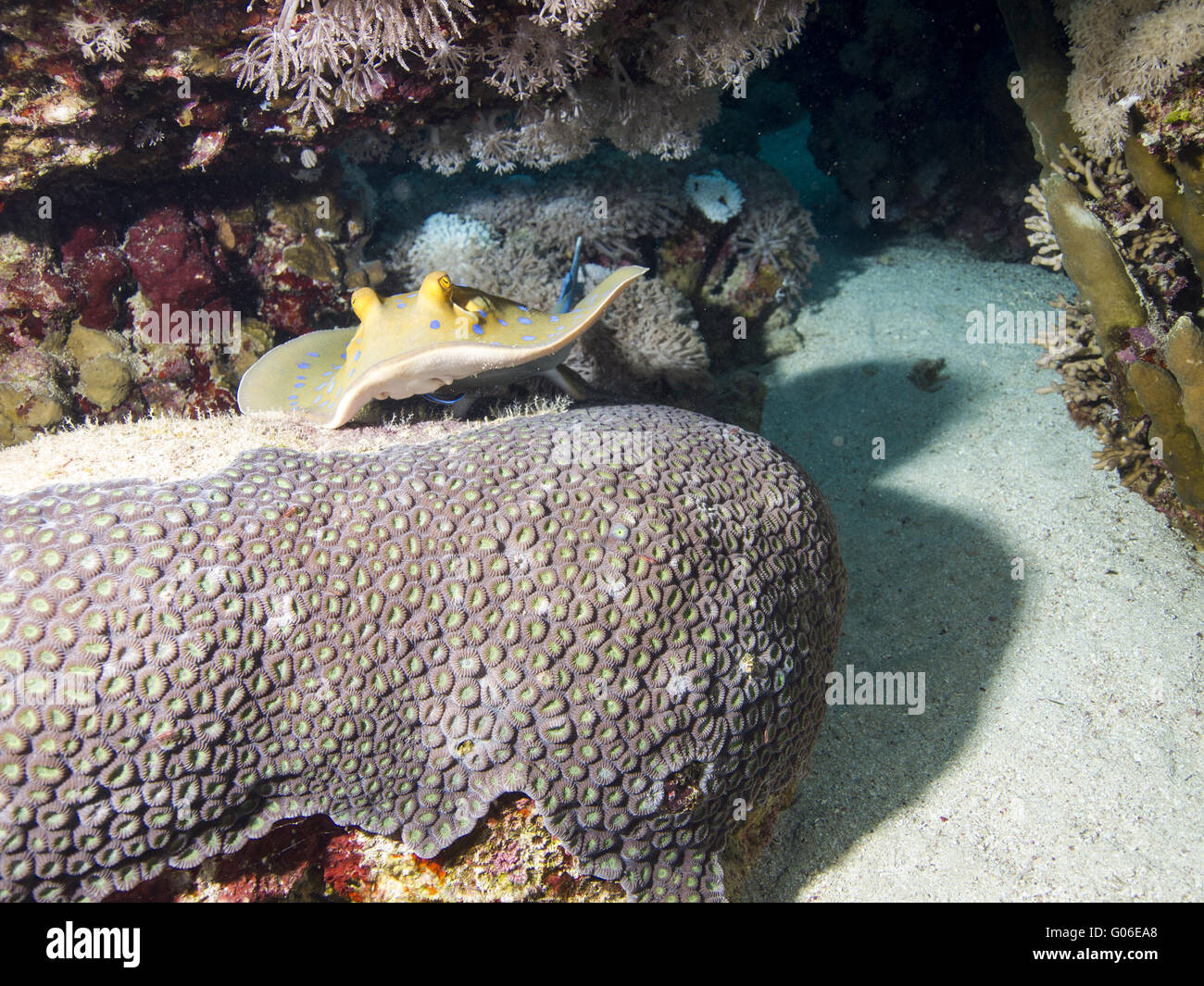 bluespotted ribbontail ray Stock Photo - Alamy