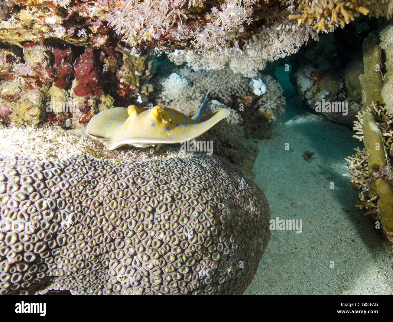 bluespotted ribbontail ray Stock Photo - Alamy