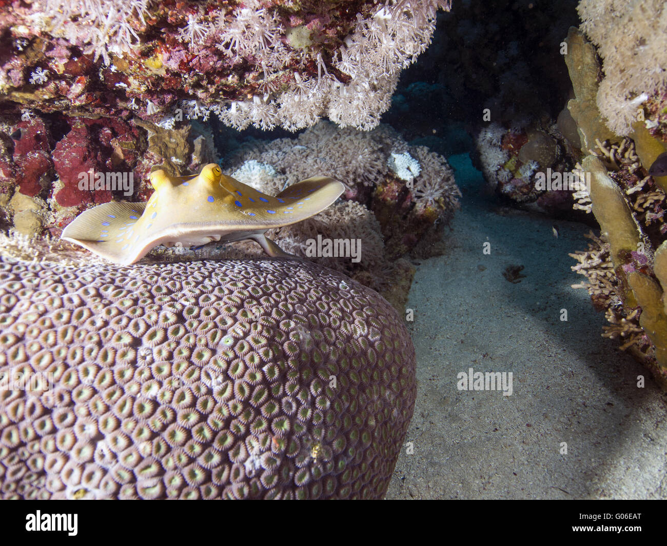 Bluespotted ribbontail rays taeniura lymma hi-res stock photography and ...
