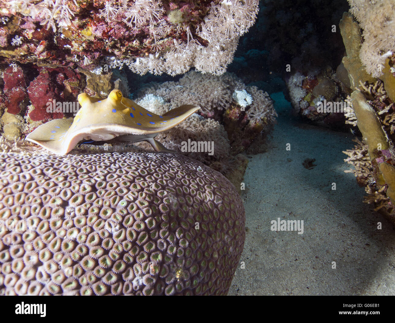 bluespotted ribbontail ray Stock Photo - Alamy