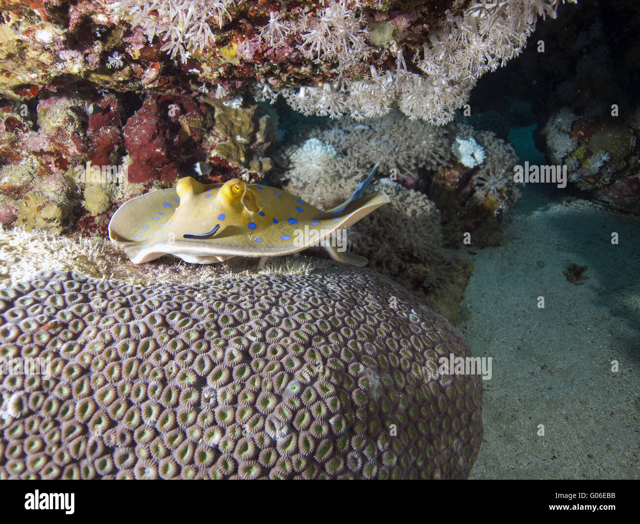 Bluespotted ribbontail rays taeniura lymma hi-res stock photography and ...