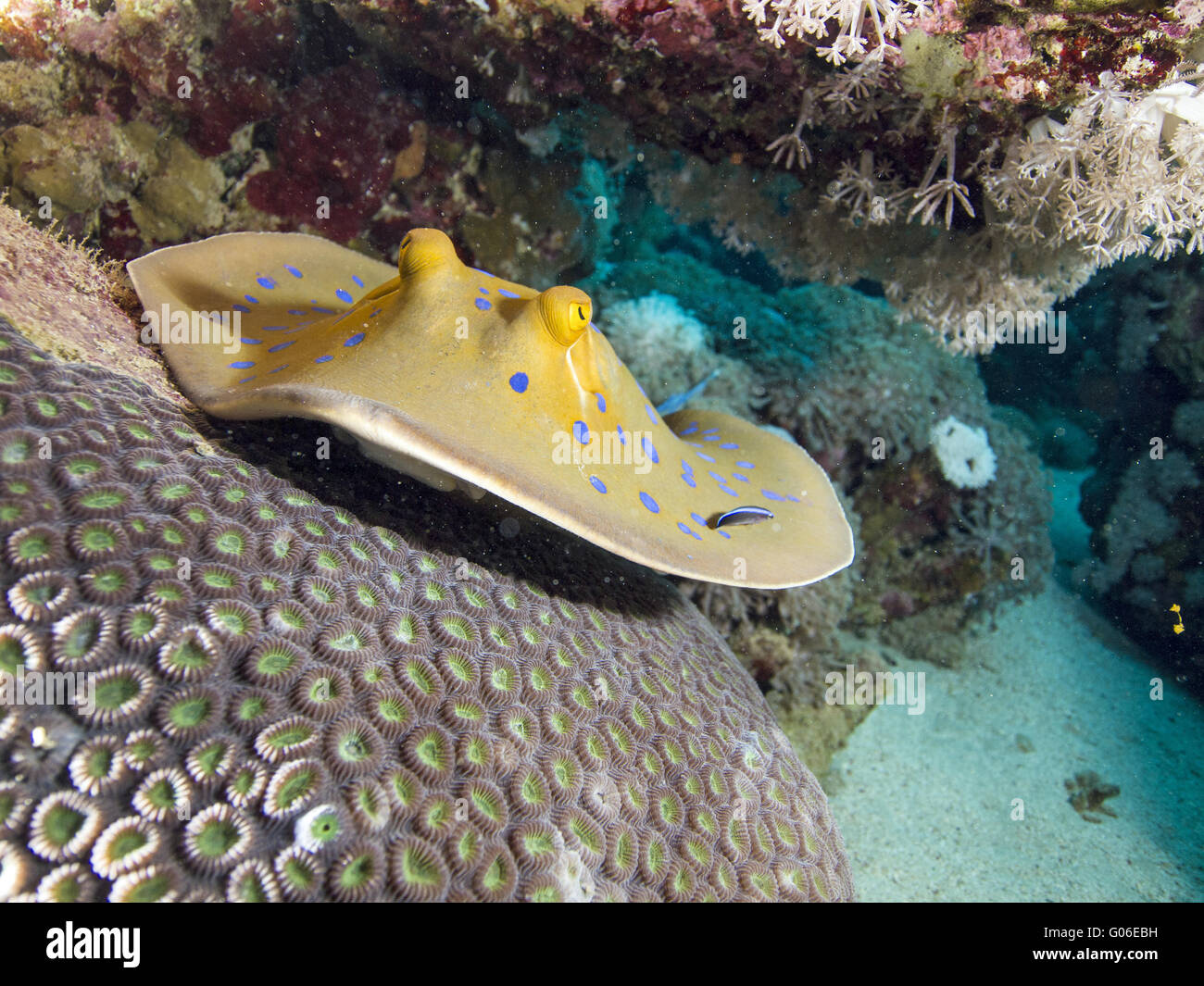 bluespotted ribbontail ray Stock Photo - Alamy