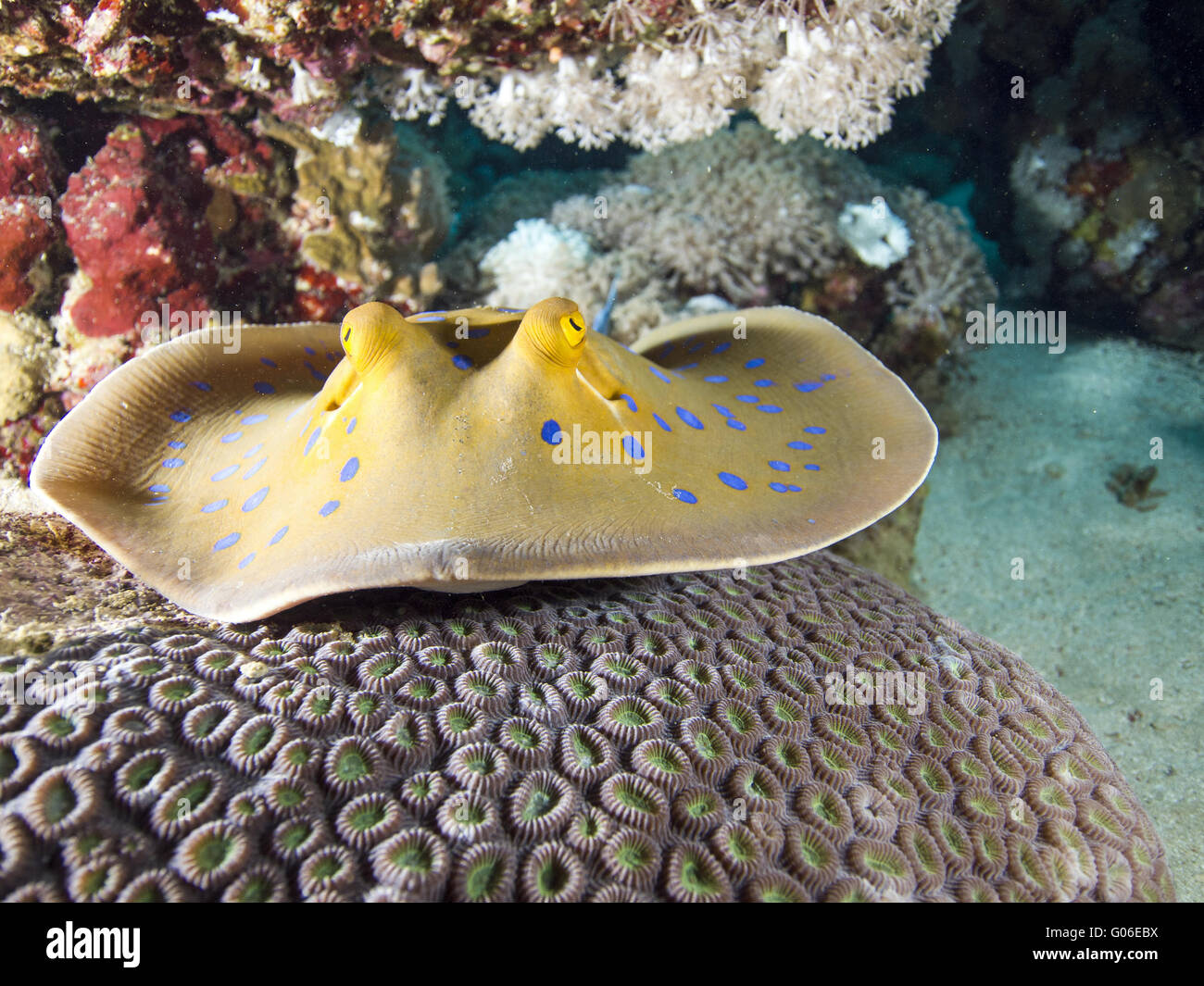 bluespotted ribbontail ray Stock Photo - Alamy