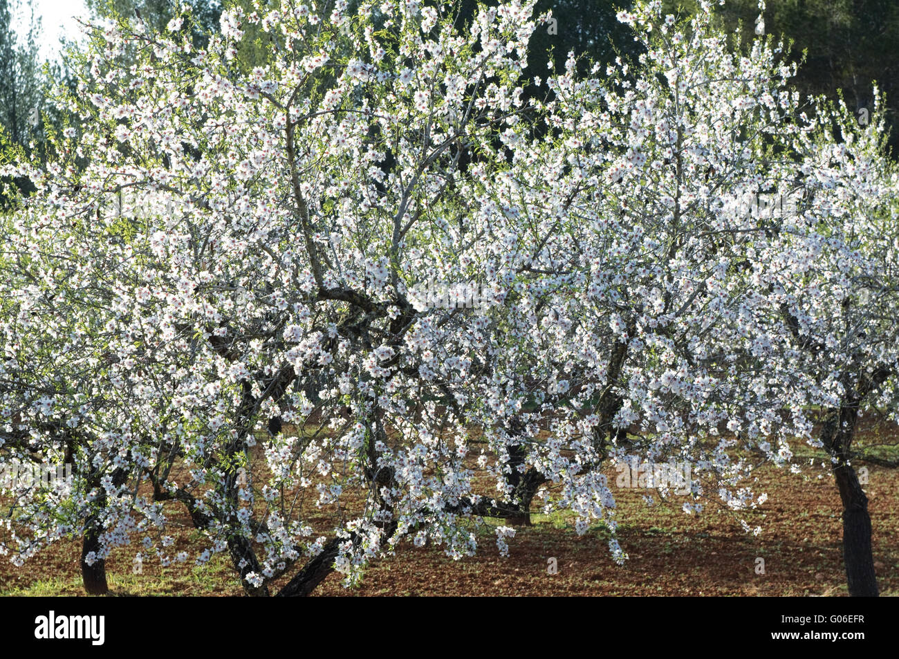 trees in spring Stock Photo - Alamy