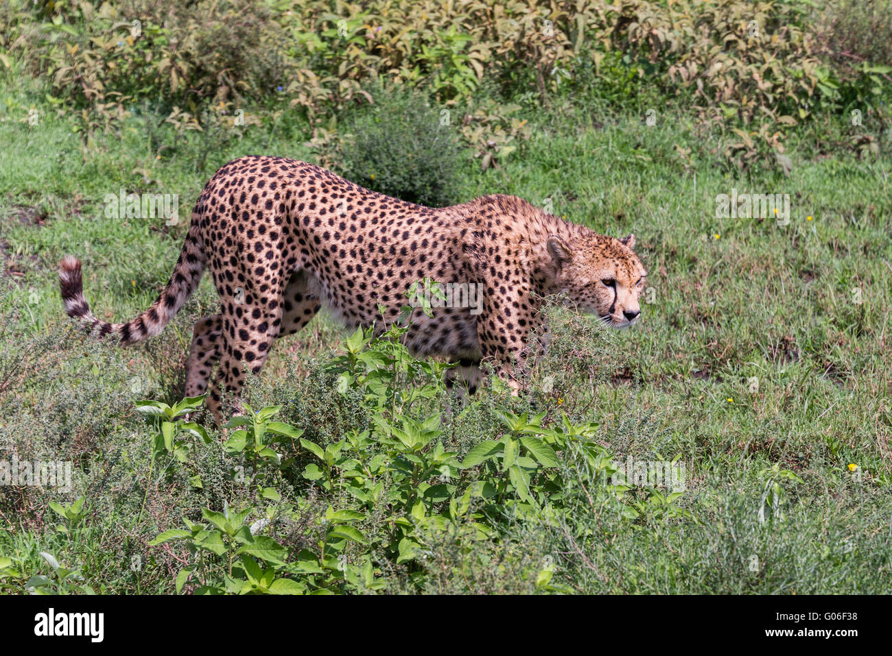Muscular carnivore hi-res stock photography and images - Alamy