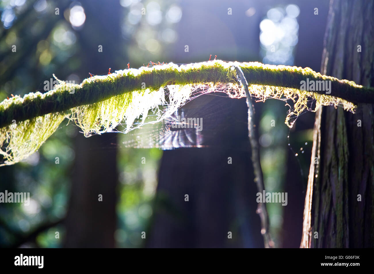 Moss covered branch and spider web Stock Photo - Alamy