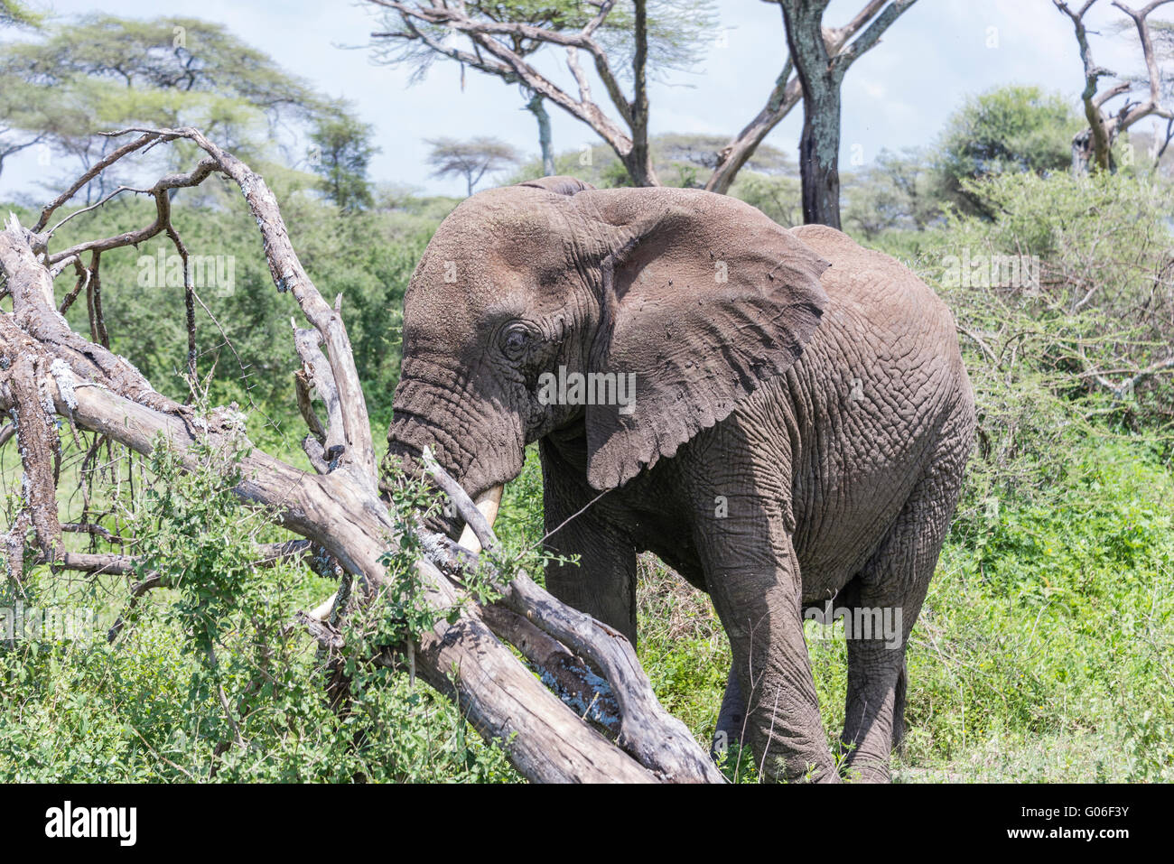 Foraging elephant hi-res stock photography and images - Alamy